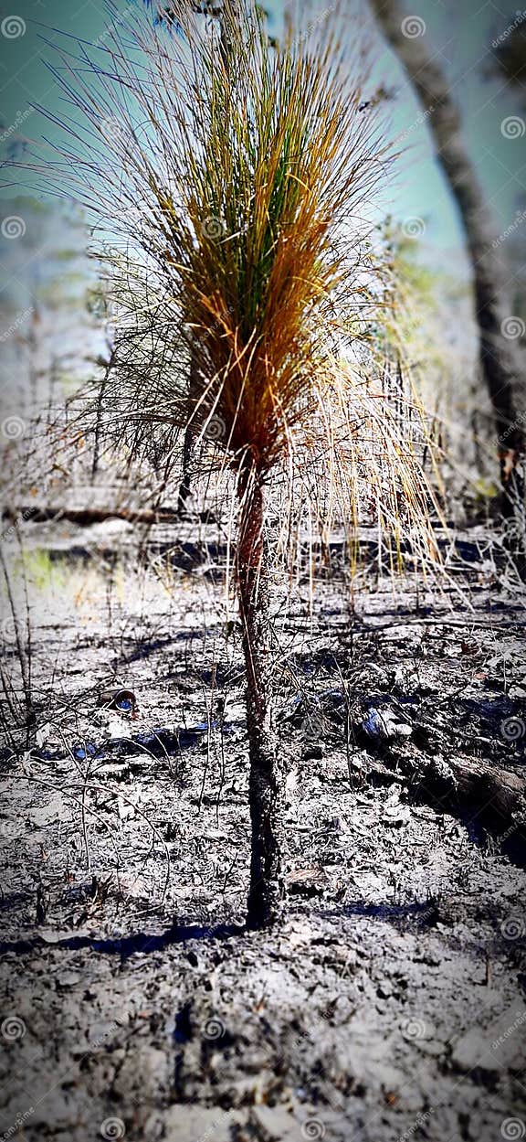 Life Will always Find a Way Stock Image - Image of life, endure: 174378363