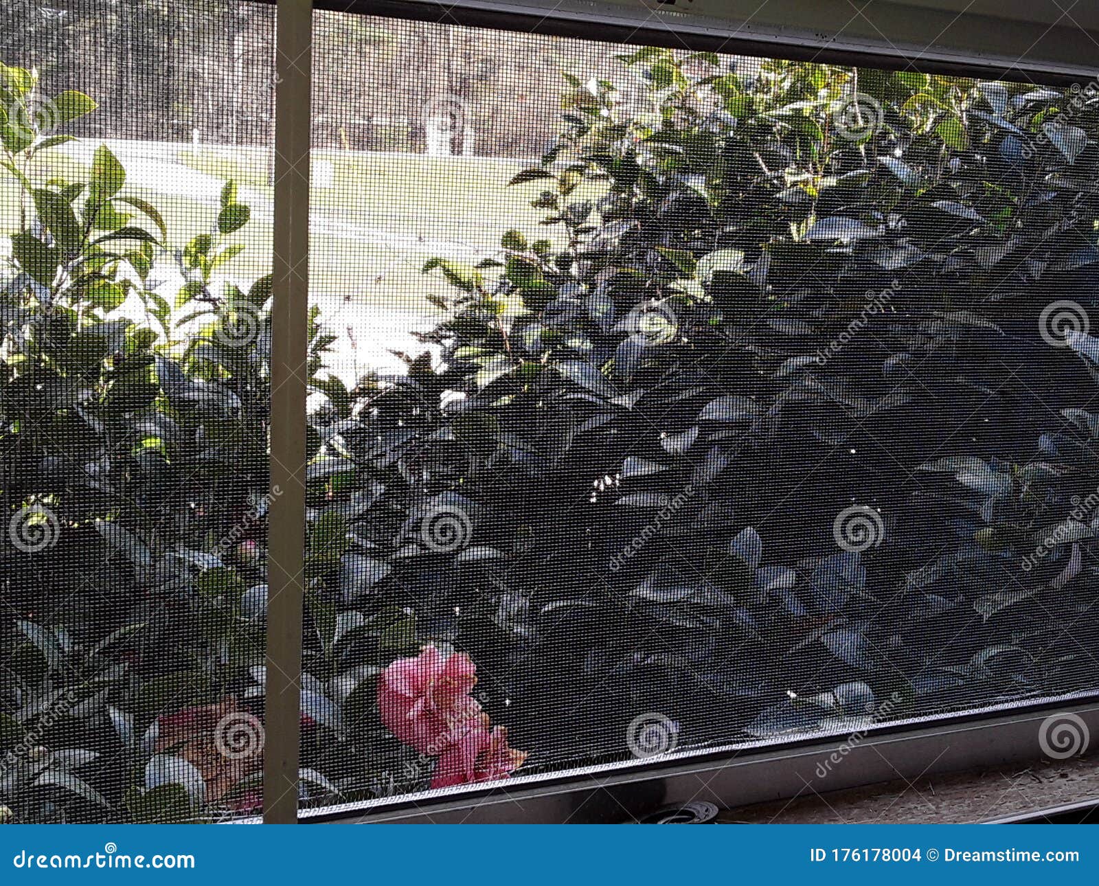 Life through a Window Mother Nature Flowers Stock Photo - Image of ...