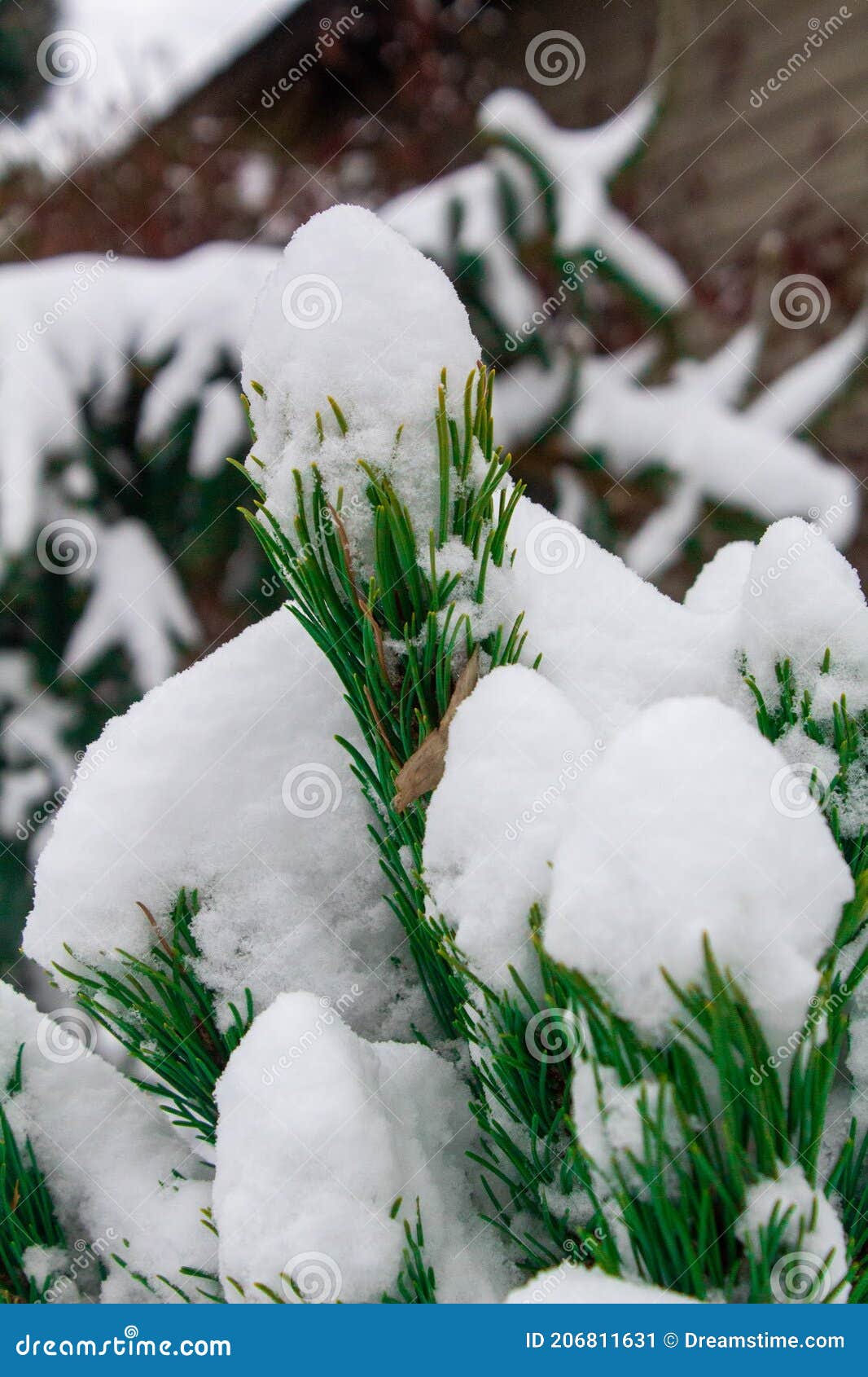 Life in winter stock image. Image of branch, freezing - 206811631