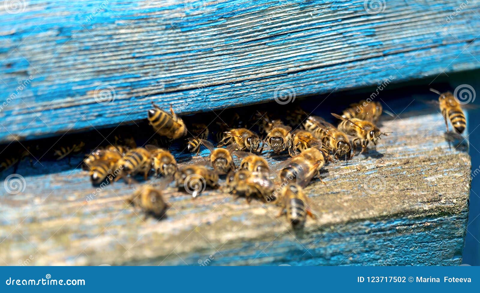 Life of Worker Bees. the Bees Bring Honey Stock Photo - Image of ...