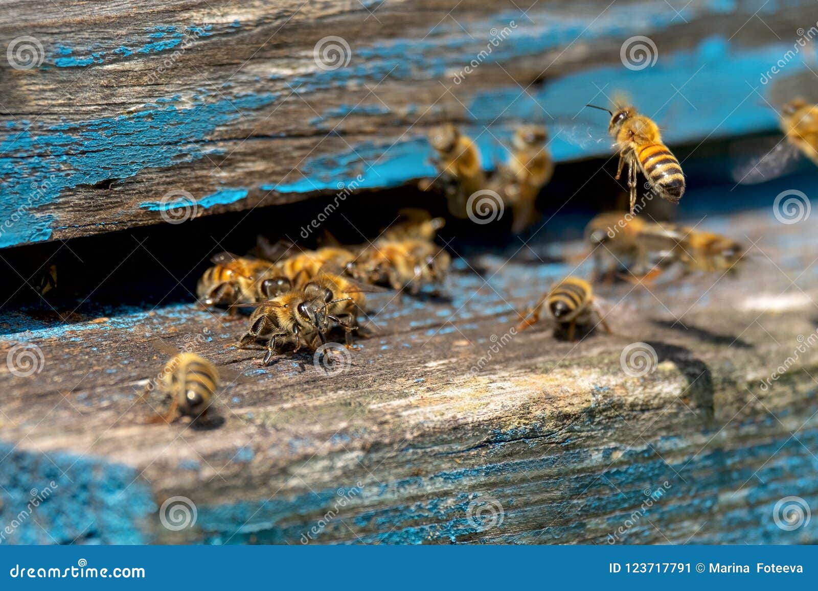 Life of Worker Bees. the Bees Bring Honey Stock Image - Image of ...