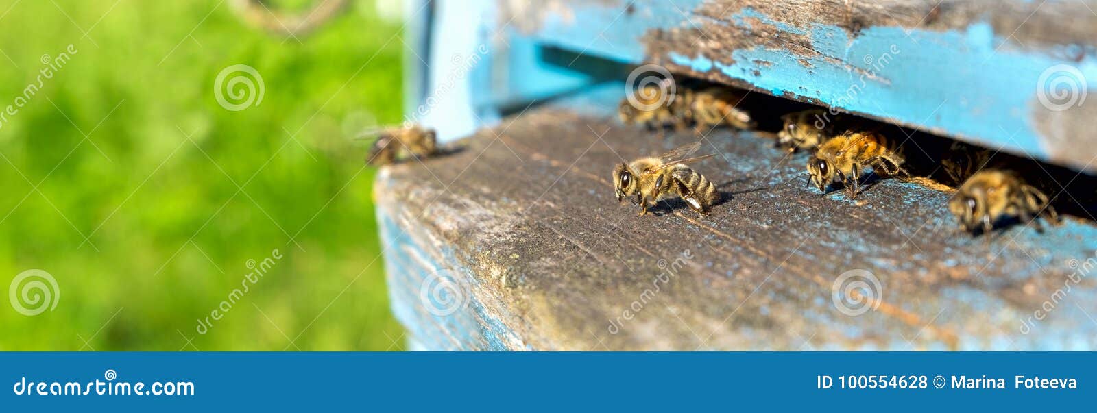 Life of Worker Bees. the Bees Bring Honey. Stock Photo - Image of ...