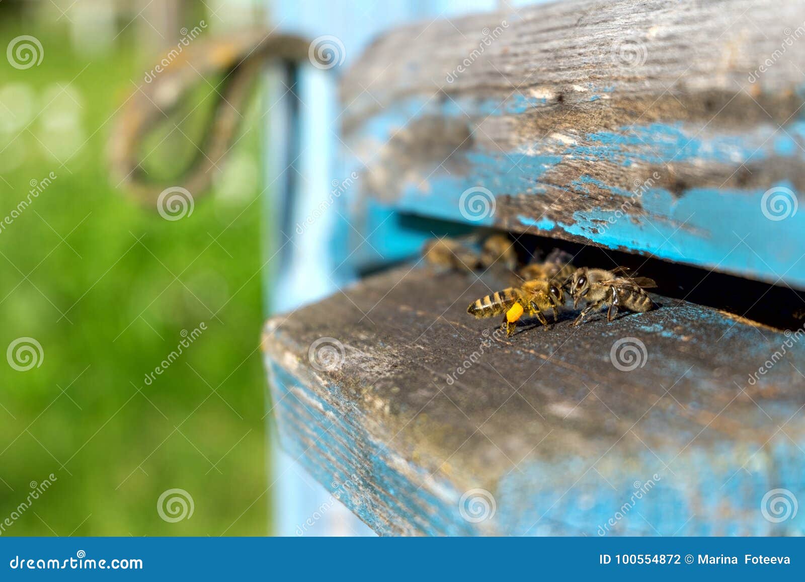 Life of Worker Bees. the Bees Bring Honey. Stock Photo - Image of ...