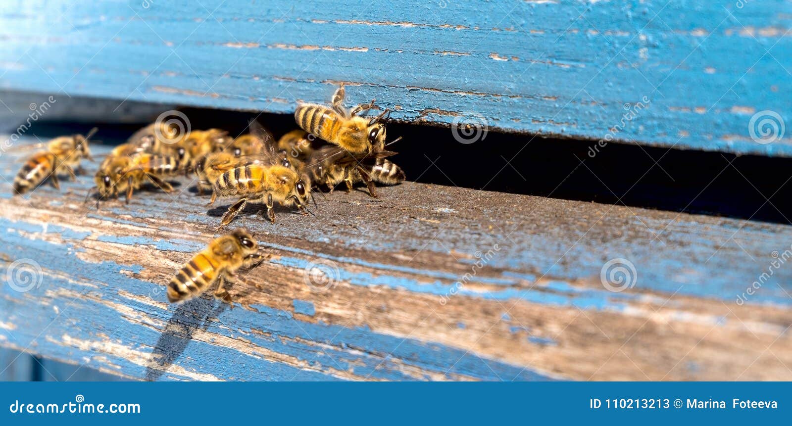 Life of Worker Bees. the Bees Bring Honey. Stock Image - Image of hive ...