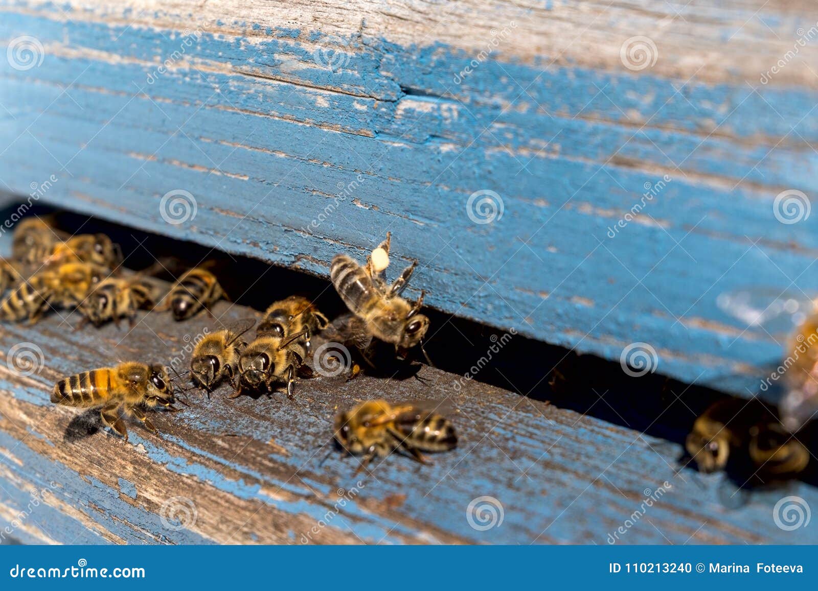 Life of Worker Bees. the Bees Bring Honey. Stock Photo - Image of honey ...