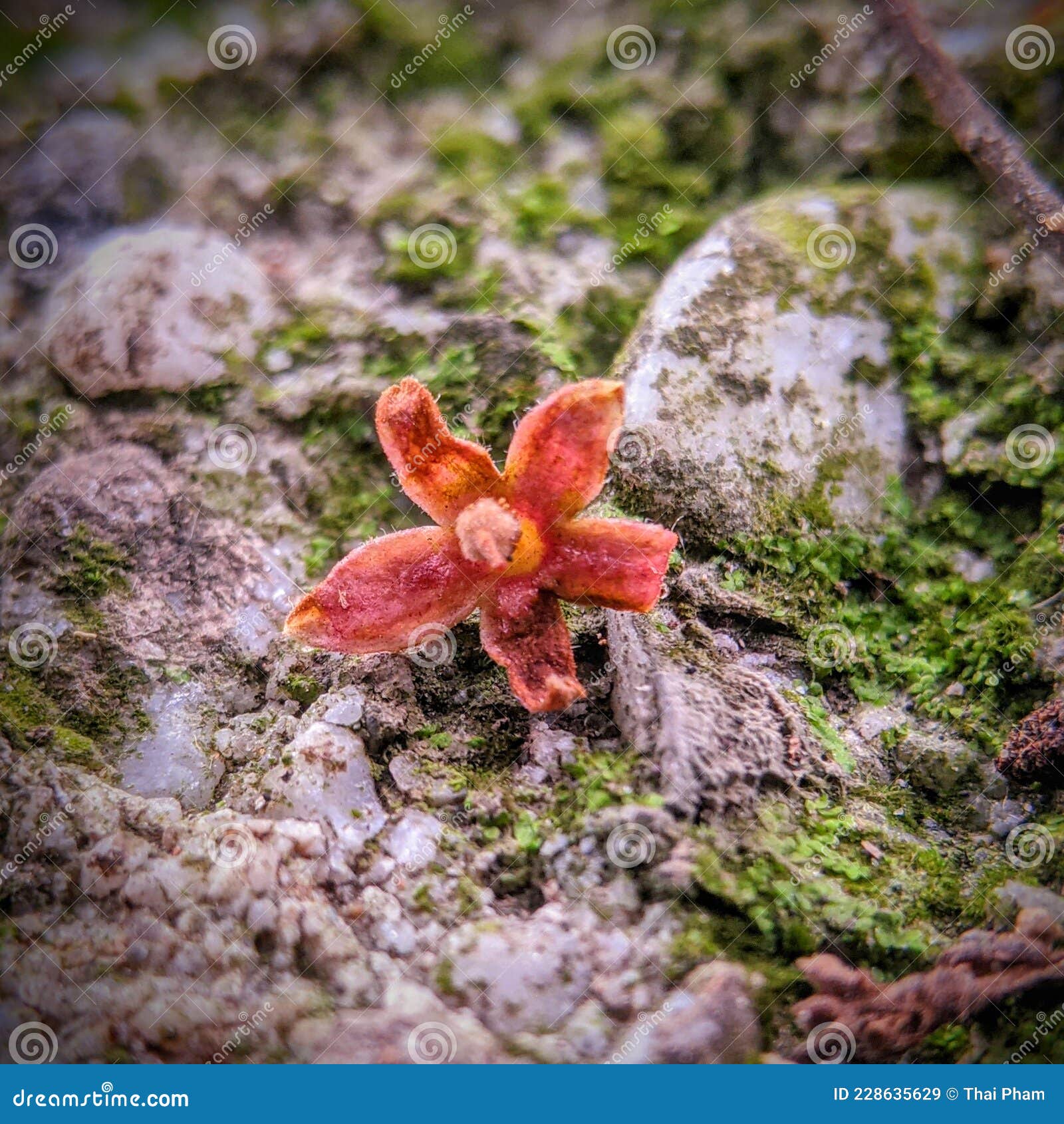 Life in the world stock image. Image of world, life - 228635629