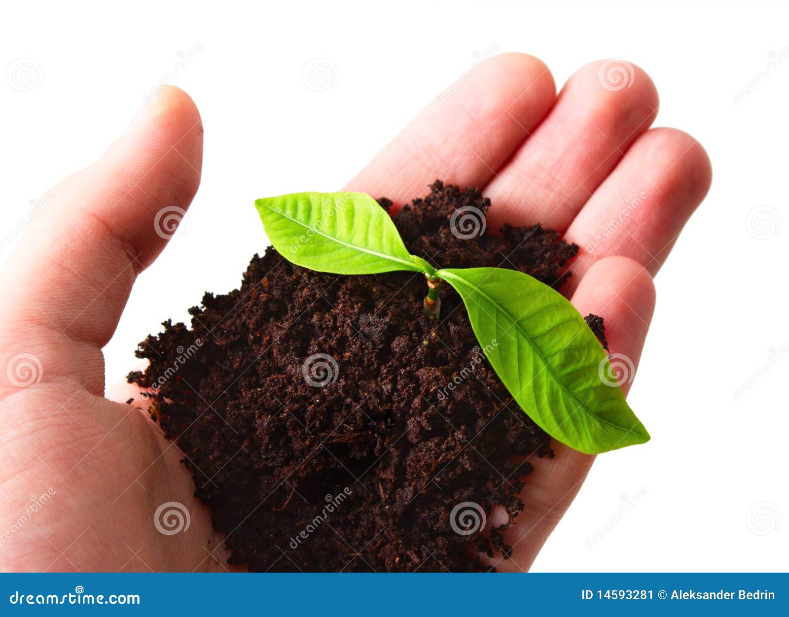 Life in your hands stock image. Image of green, background - 14593281
