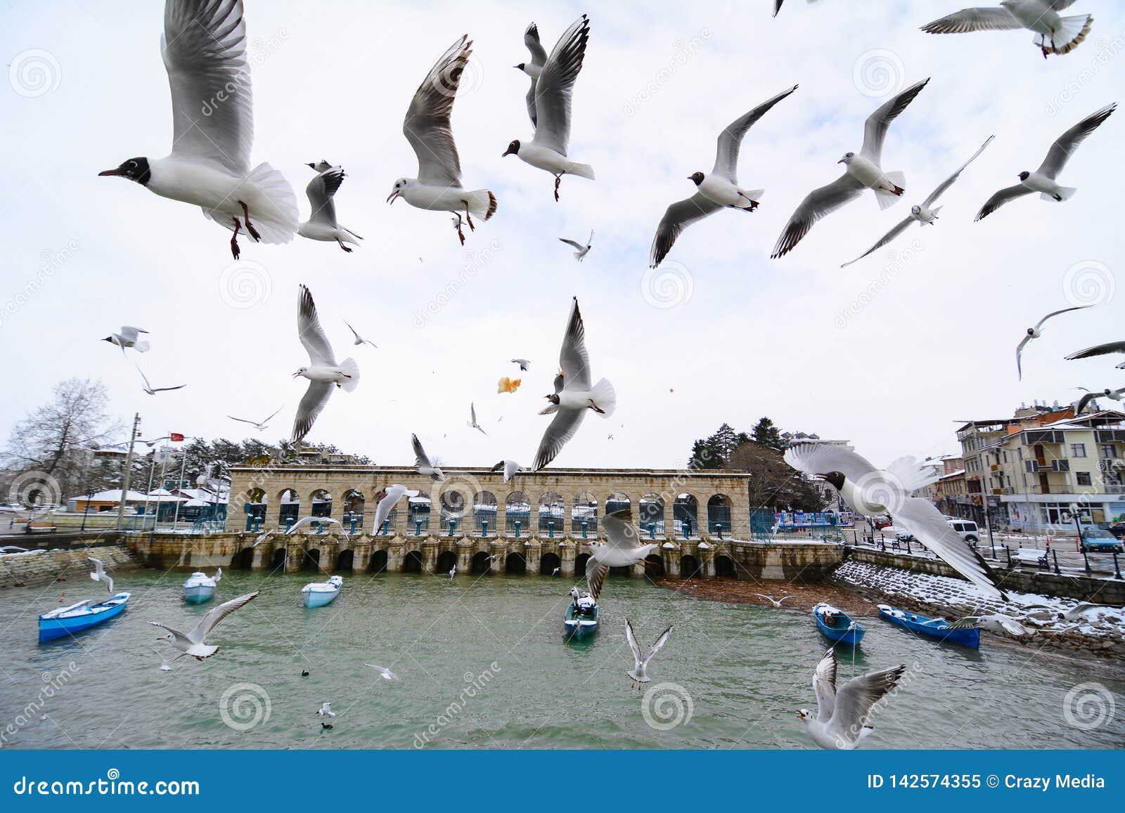 Life Zones of the Gull Flock Stock Image - Image of cold, animals ...