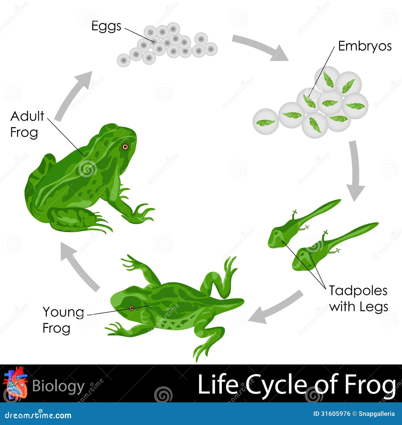 Lifecycle Cartoons, Illustrations & Vector Stock Images - 4893 Pictures ...