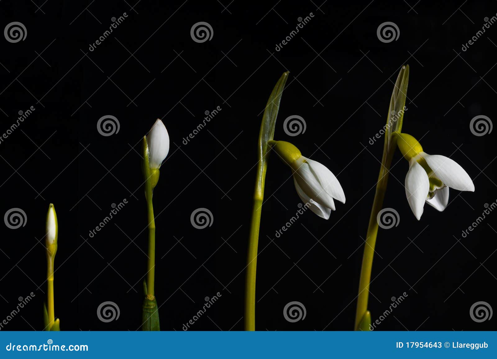 Lifecycle of a snow drop stock image. Image of bloom - 17954643