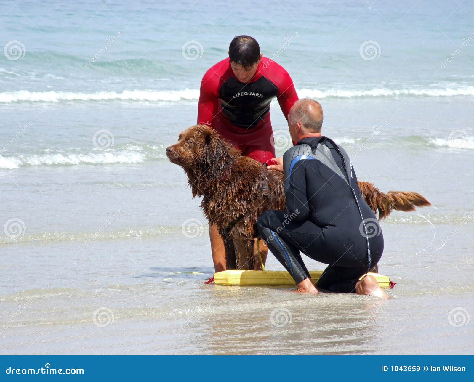 Lifeguard Dog stock image. Image of rescue, animal, save - 1043659