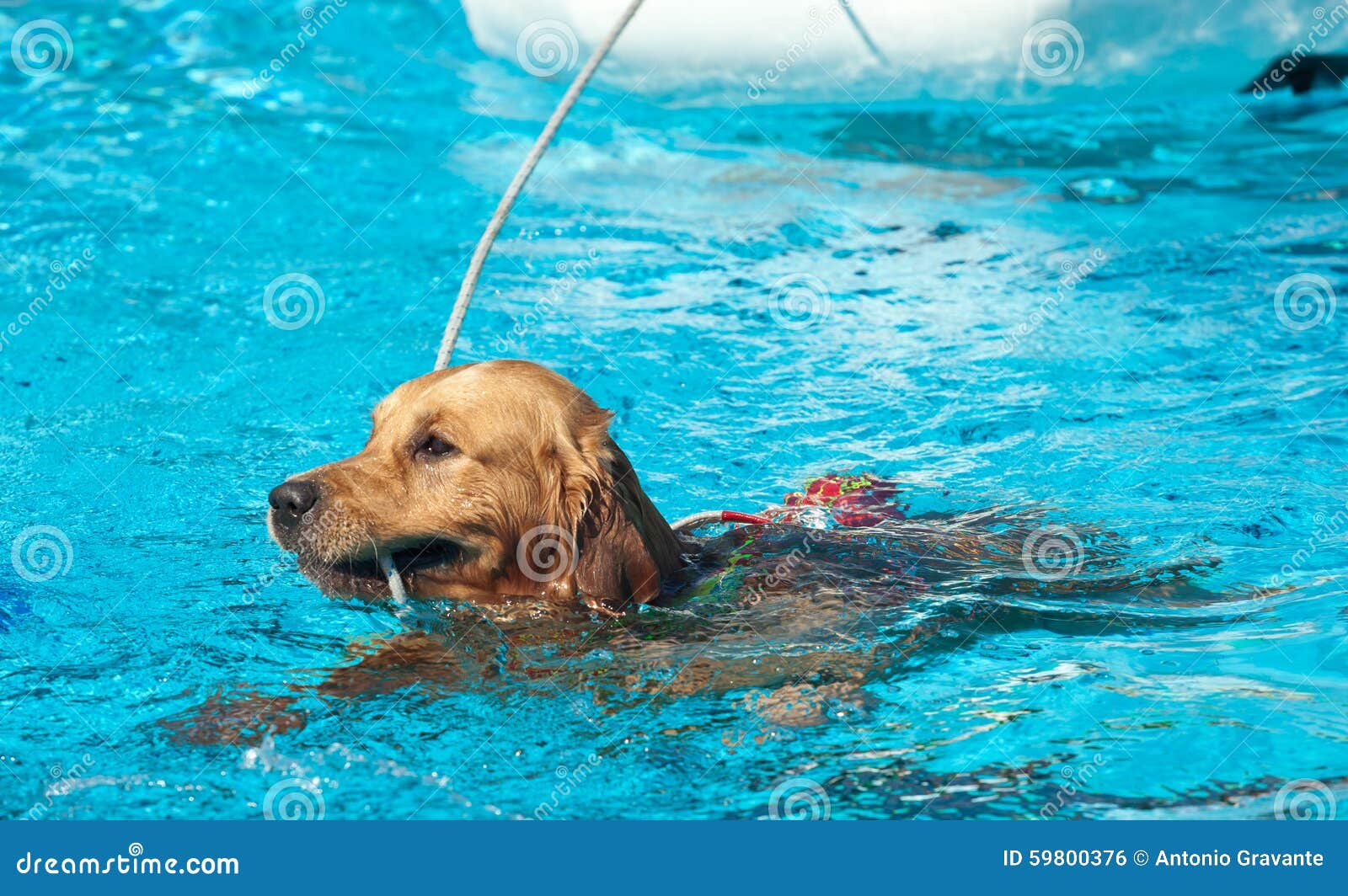 Lifeguard dog stock photo. Image of lifeguards, rope - 59800376
