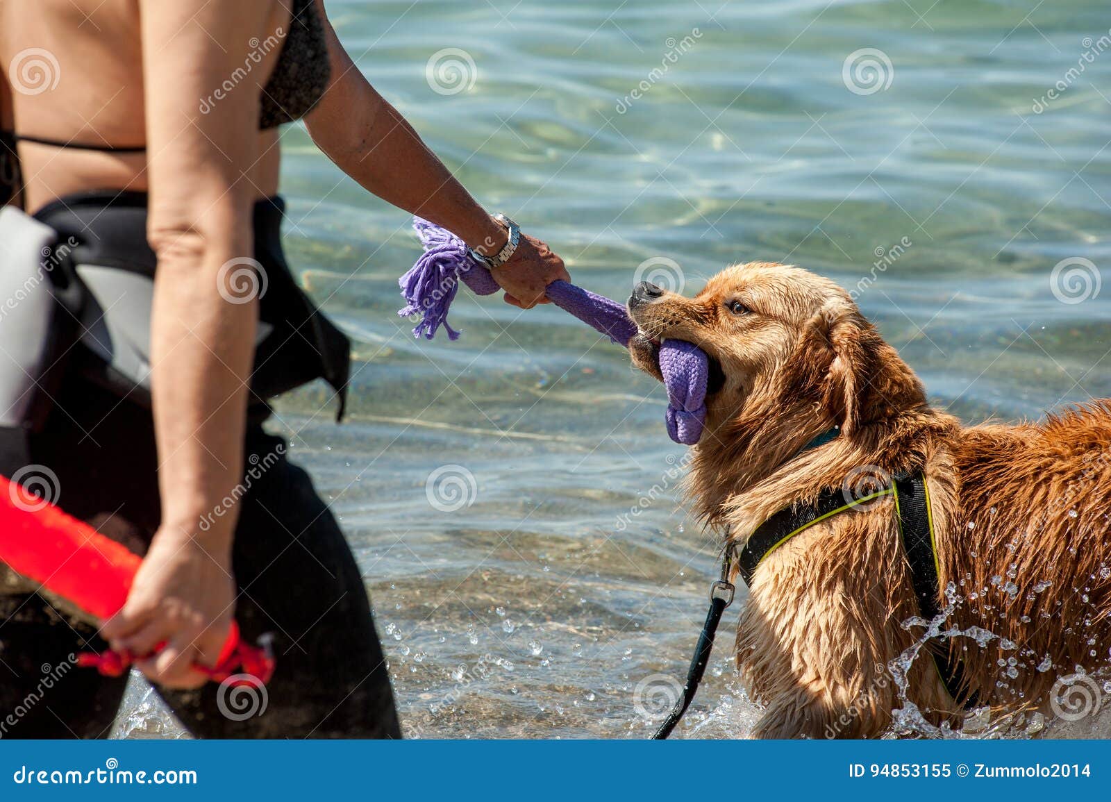 Lifeguard Dogs and Instructor at the Beach. Stock Image - Image of ...