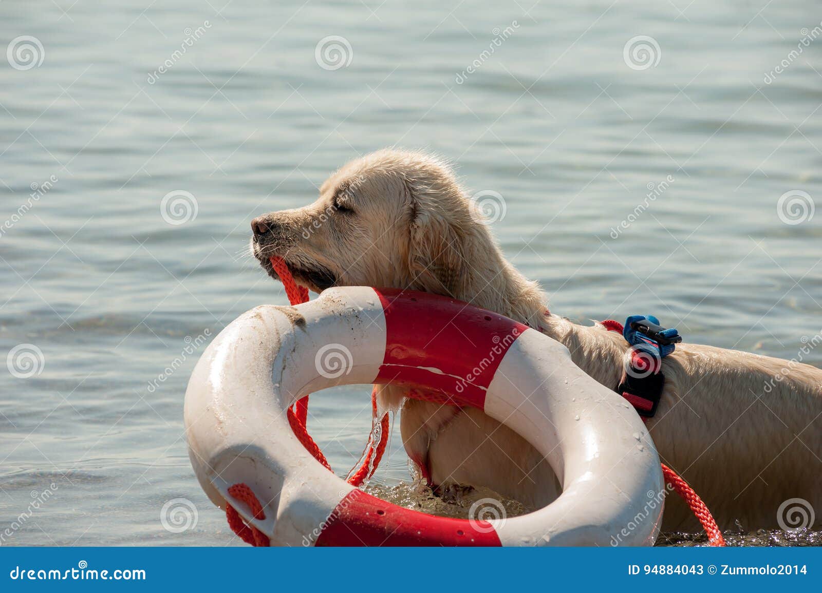 Lifeguard Dogs and Instructor at the Beach. Stock Image - Image of ...