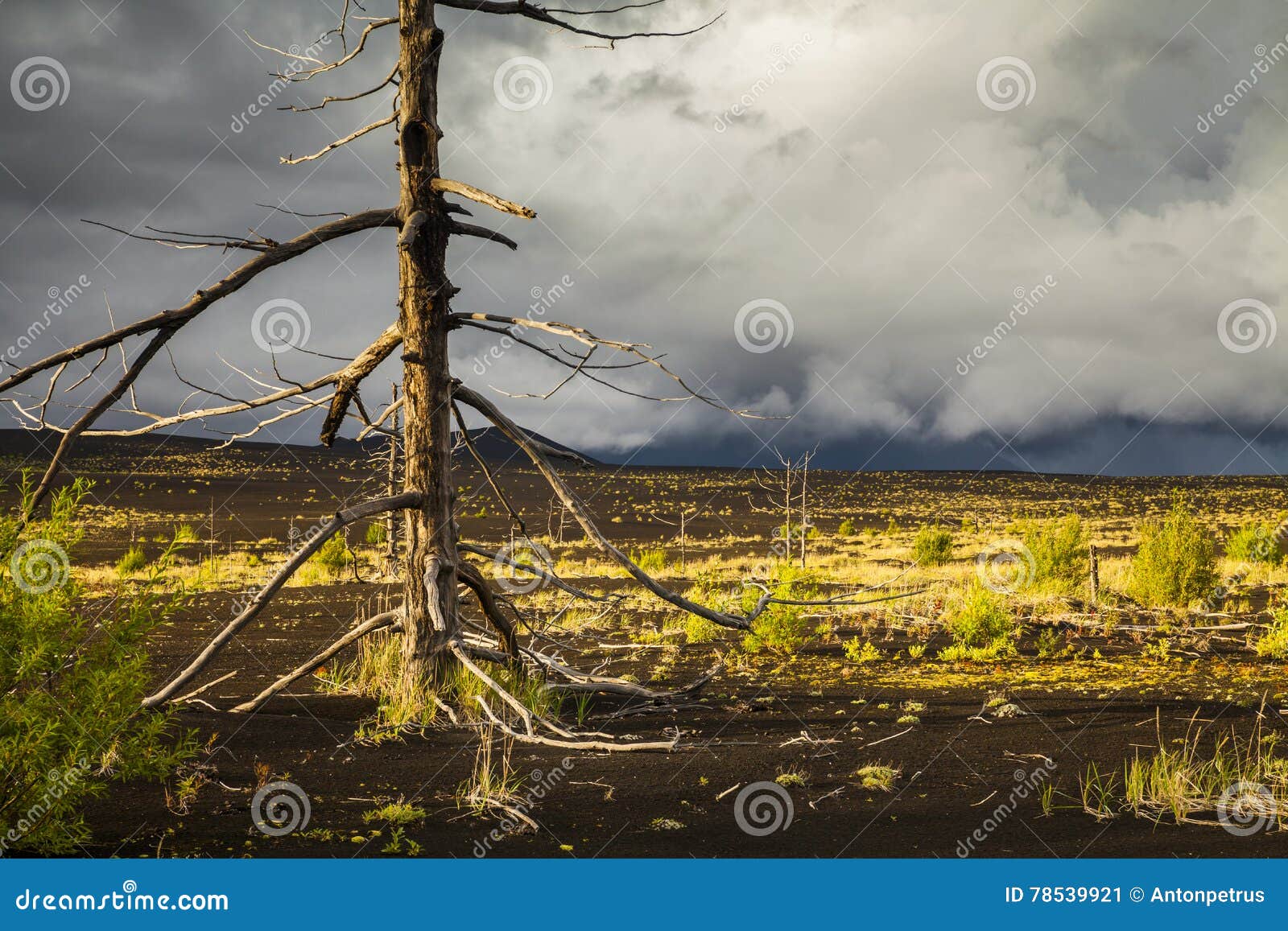 Lifeless Trees in the Dead Forest Stock Image - Image of cloud ...