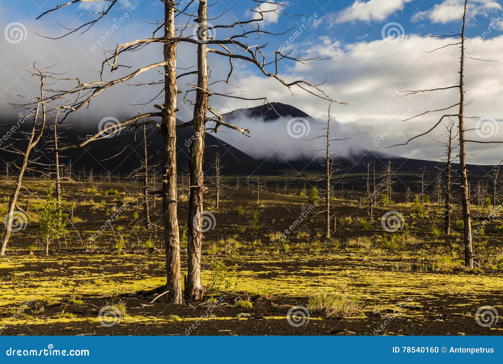 Lifeless Trees in the Dead Forest Stock Photo - Image of ecology ...