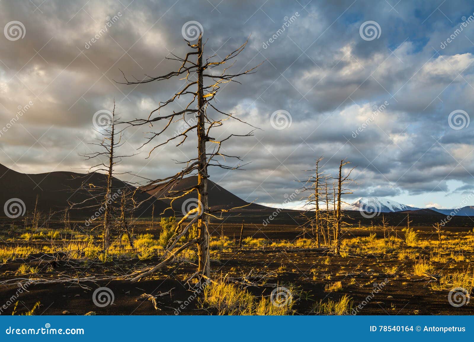 Lifeless Trees in the Dead Forest Stock Photo - Image of mountain ...