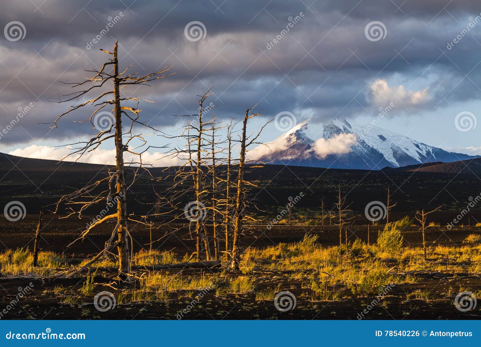 Lifeless Trees in the Dead Forest Stock Photo - Image of hiking ...