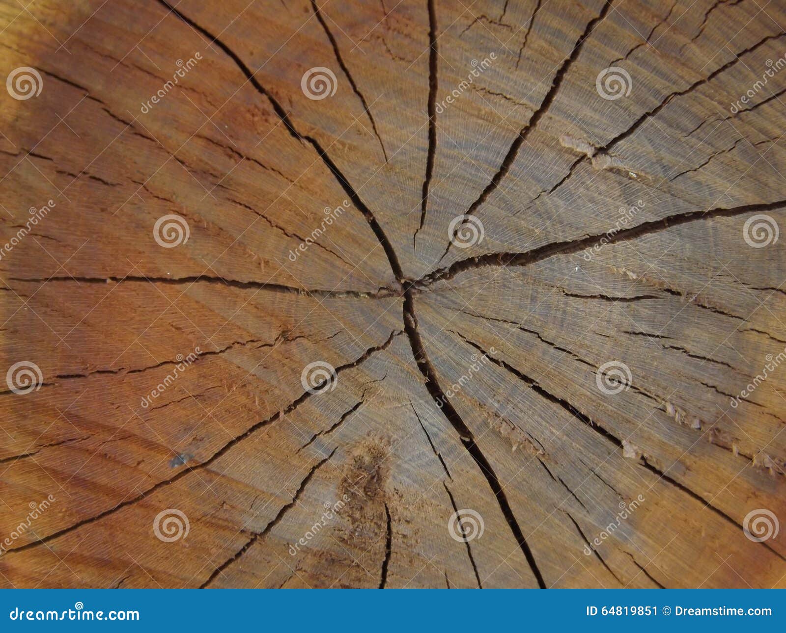Lifeline stock image. Image of brown, wood, stump, tree - 64819851