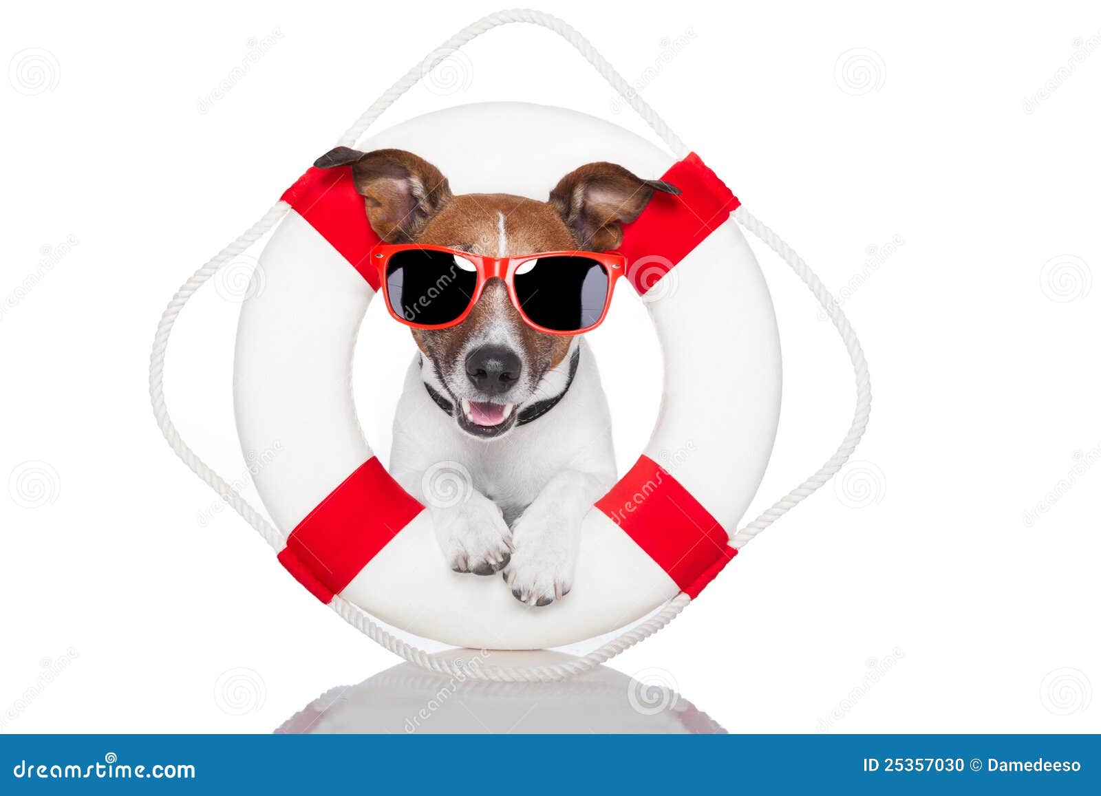 Lifesaver dog stock photo. Image of lifebuoy, colorful - 25357030