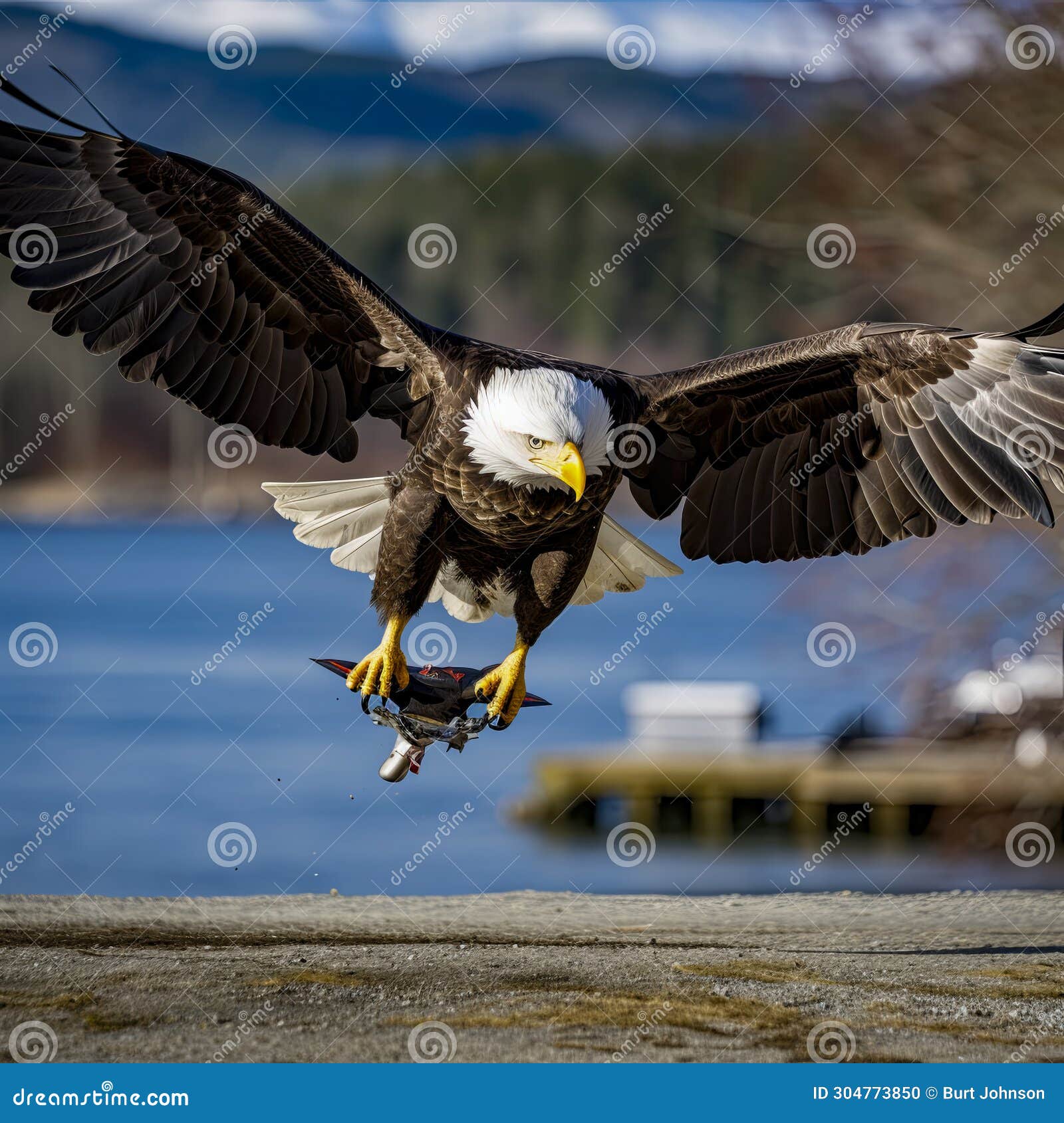 Lifestyle Photo Bald Eagle Attacks Drone Stock Illustration ...