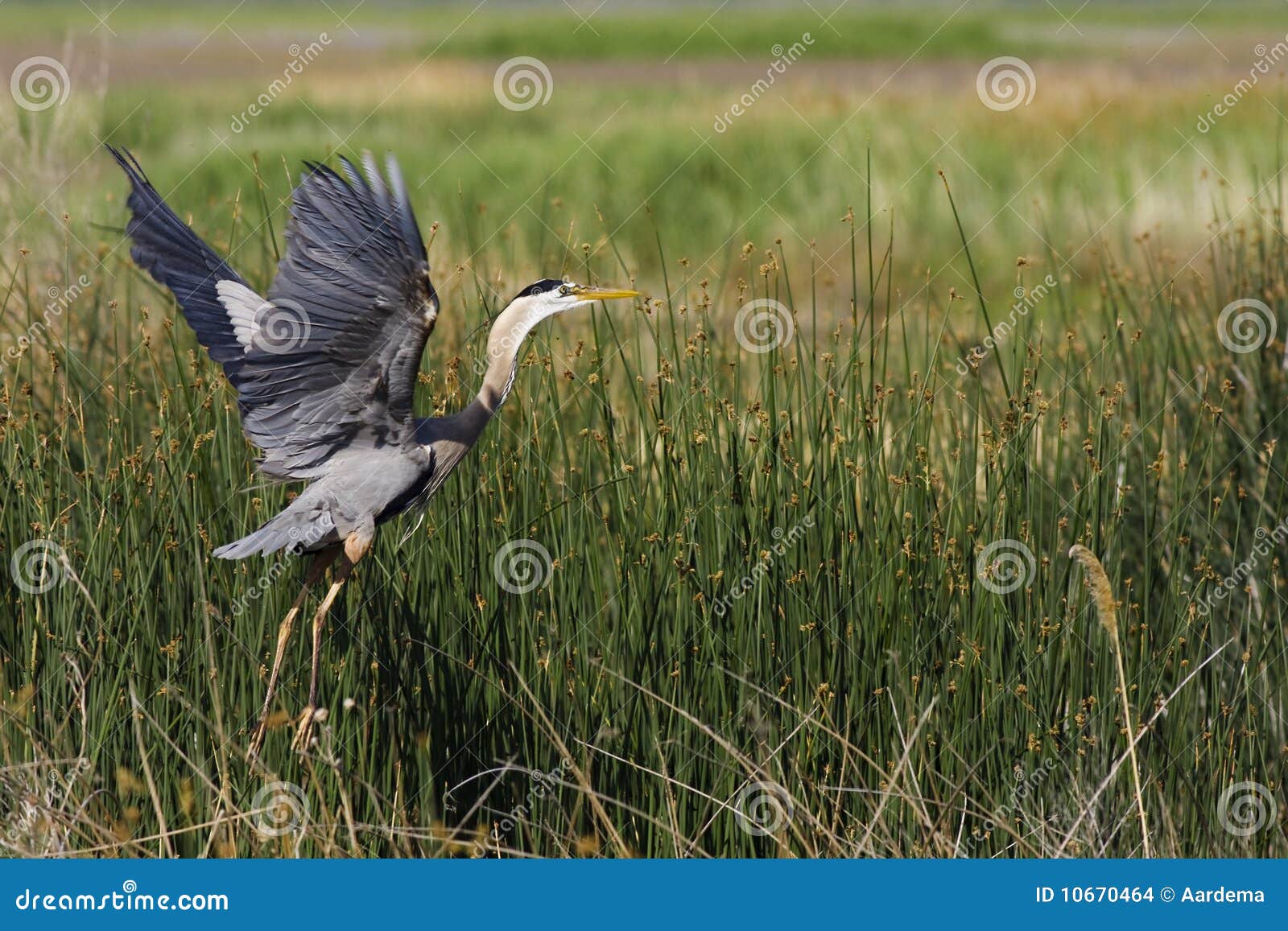 Lift Off stock photo. Image of nature, blue, wings, heron - 10670464