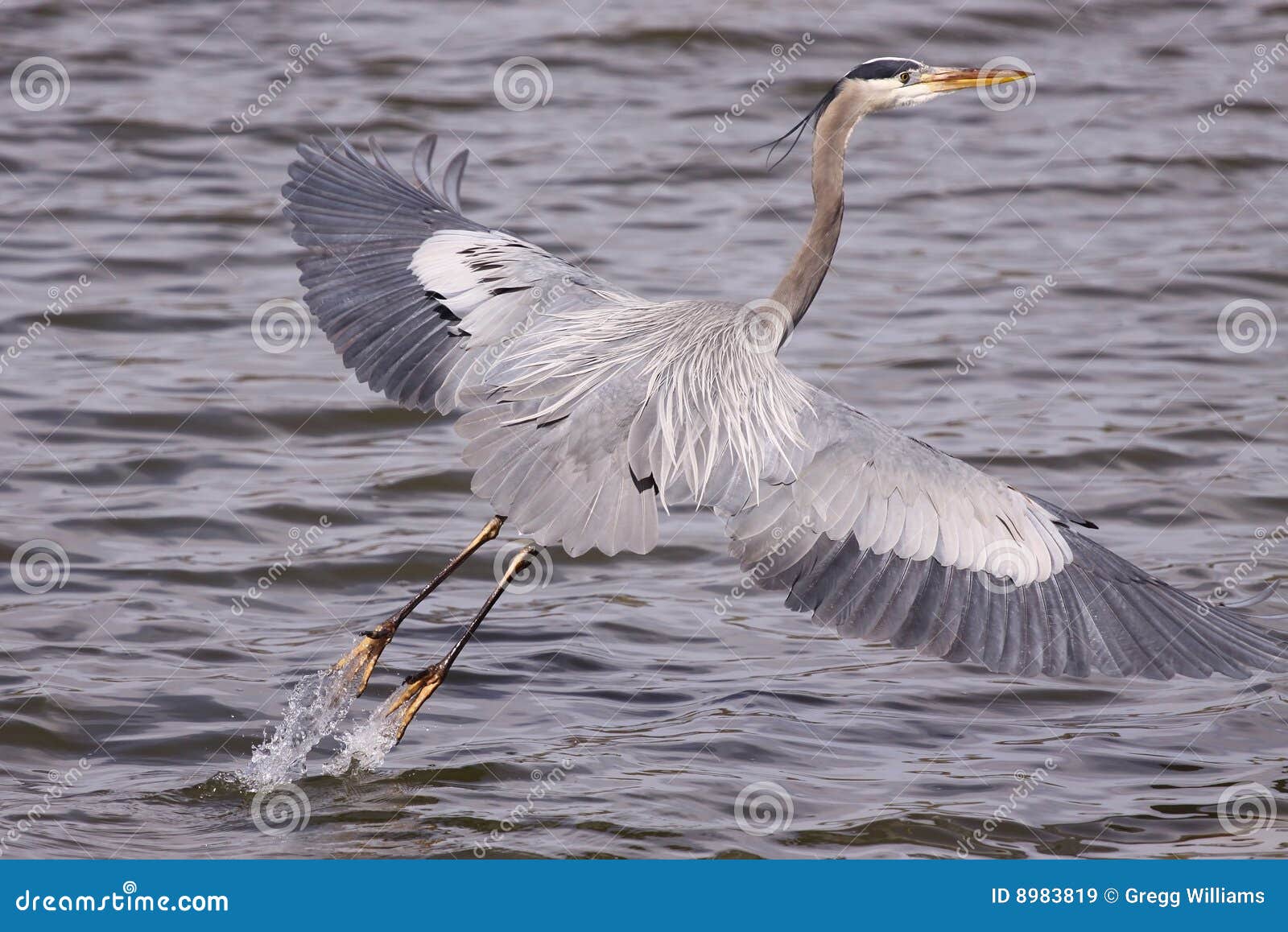 Lift off... stock image. Image of flying, busch, great - 8983819