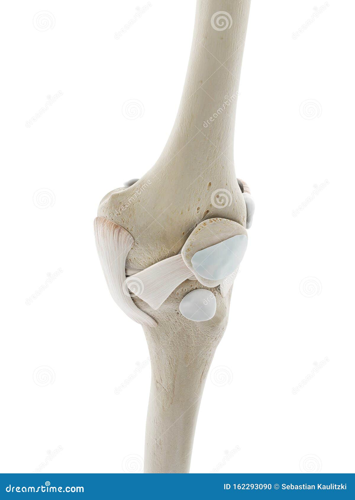 The ligaments of the knee stock illustration. Illustration of health ...