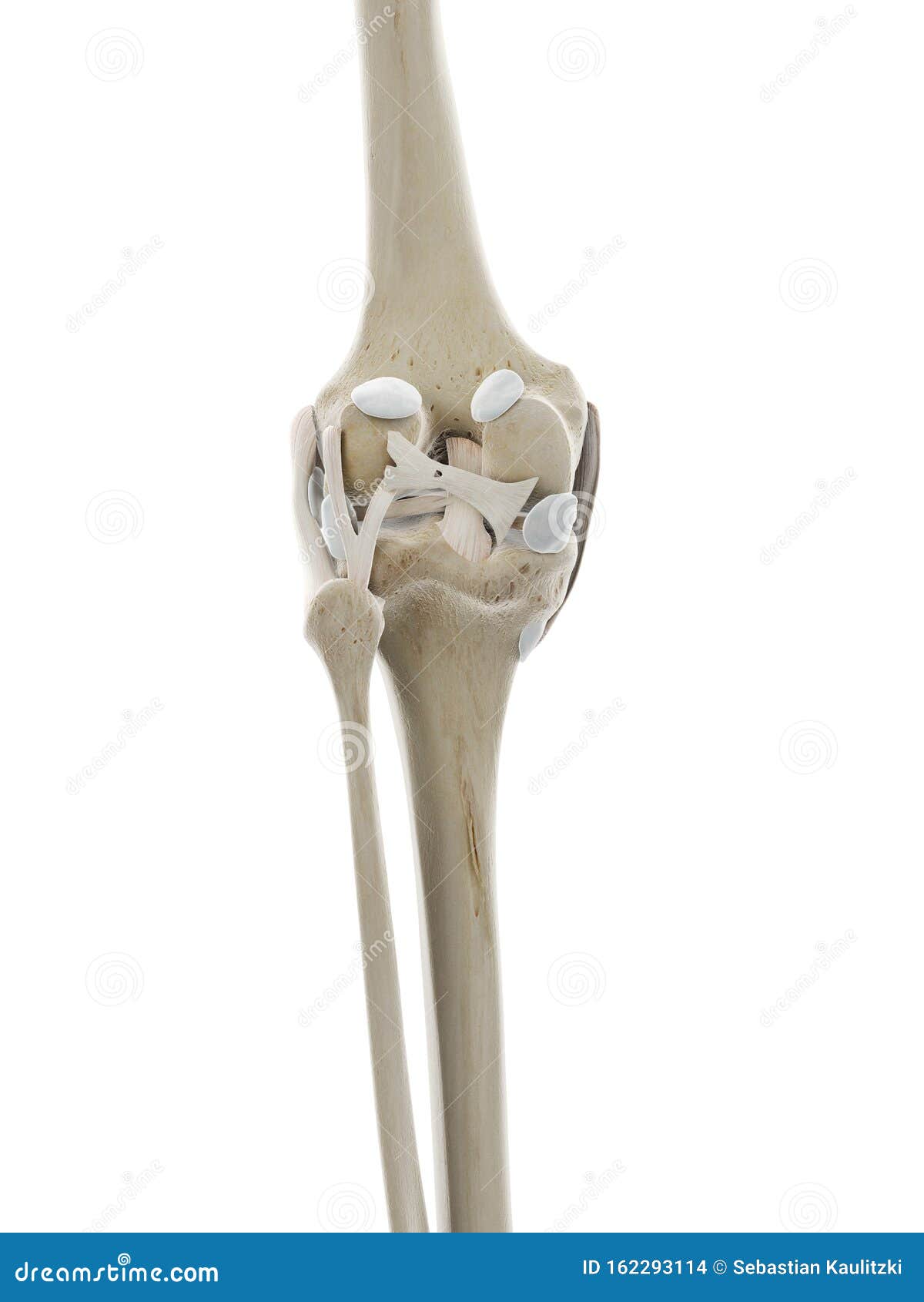 The ligaments of the knee stock illustration. Illustration of biology ...
