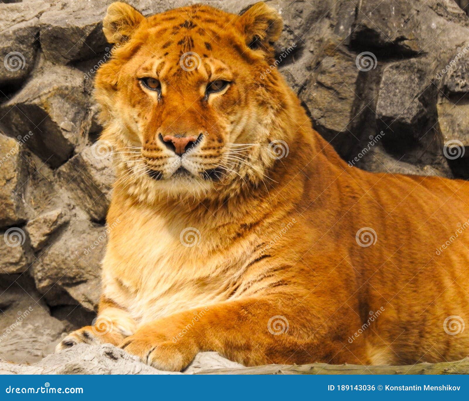A Liger Named Zita. a Hybrid between an African Male Lion and a Female ...