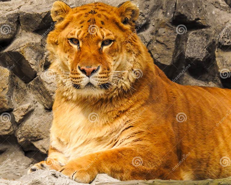 A Liger Named Zita. a Hybrid between an African Male Lion and a Female ...