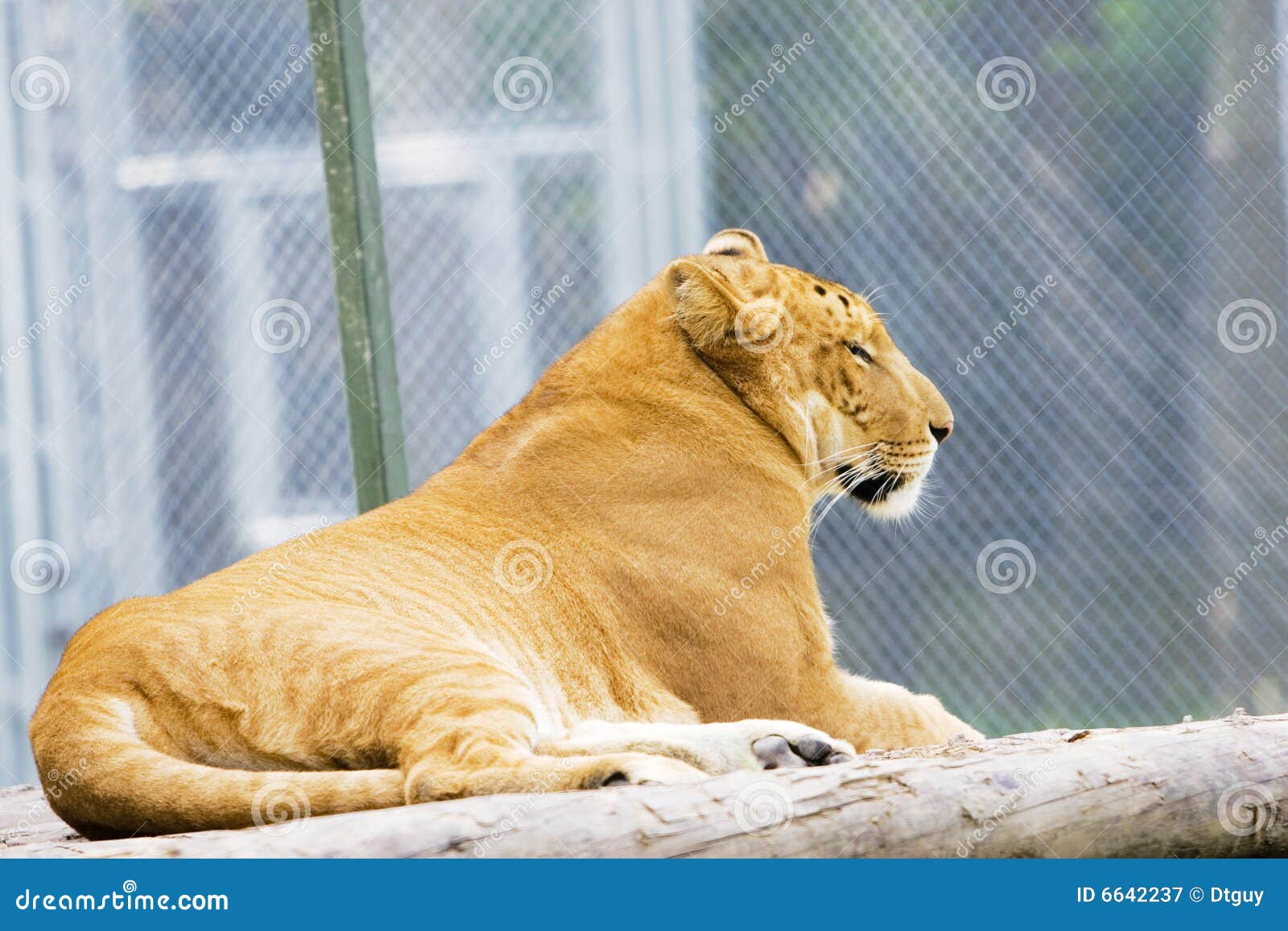 Liger stock image. Image of tiglon, wildlfe, table, felid - 6642237