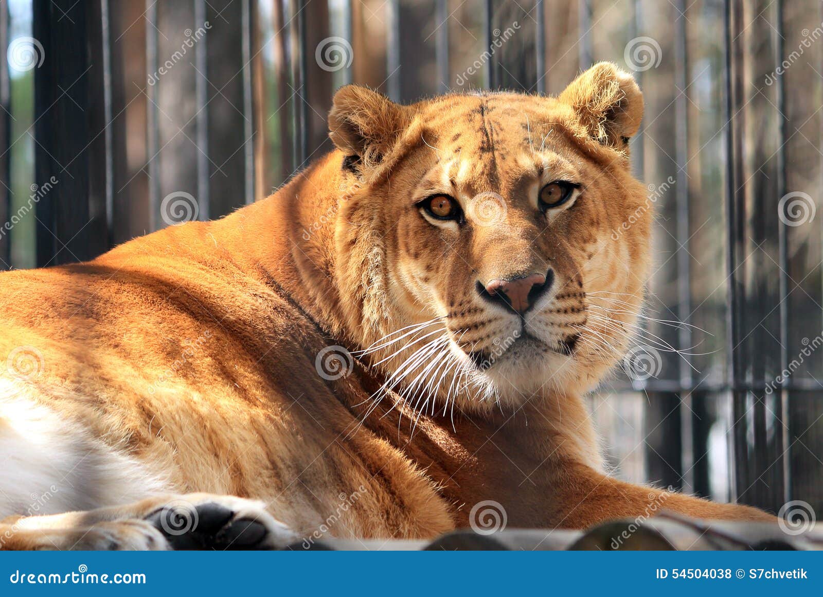 Liger Royalty-Free Stock Photo | CartoonDealer.com #6642237