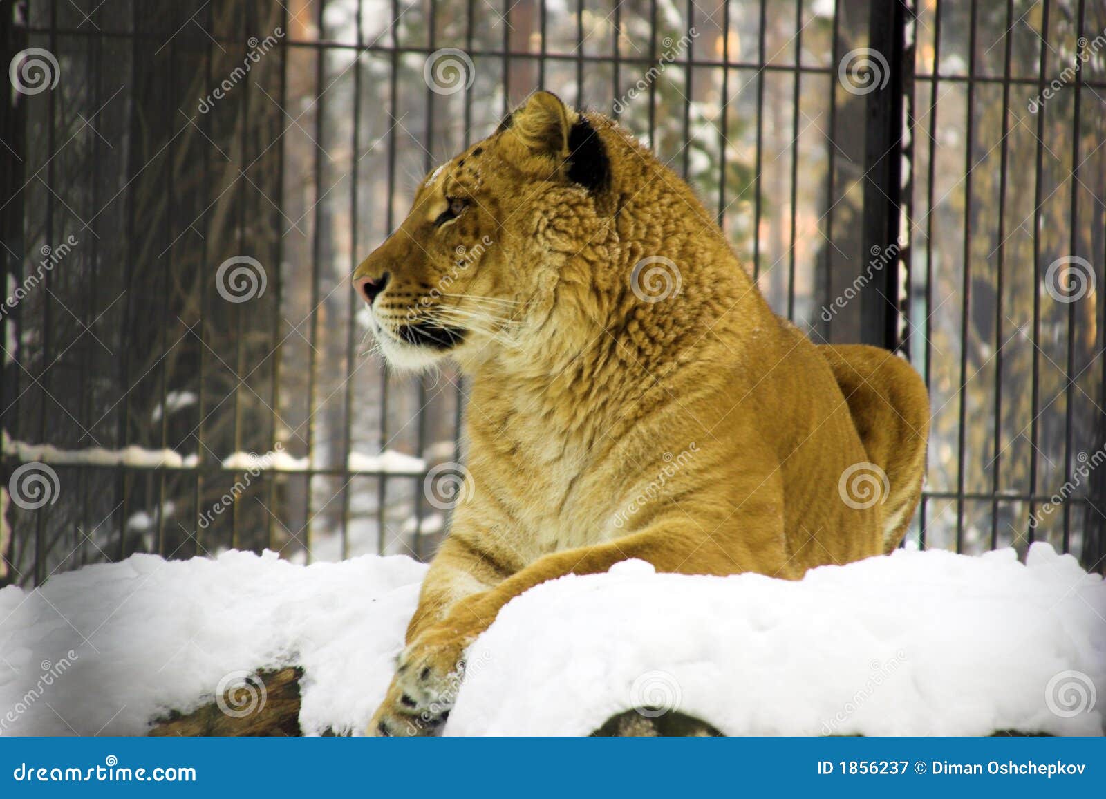 Liger Resting on the snow stock image. Image of animals - 1856237