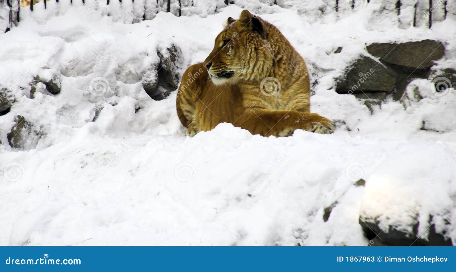Liger Resting on the Snowy Rock Stock Image - Image of lion, snow: 1867963