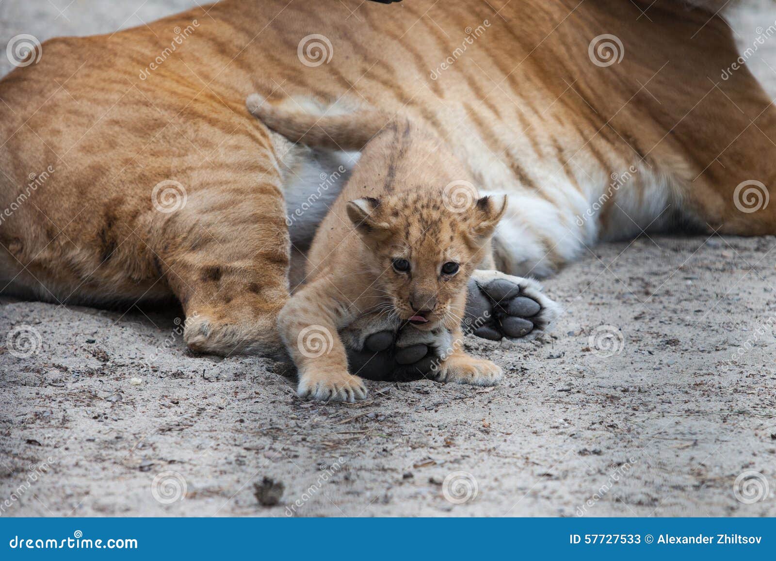 Cute Baby Ligers