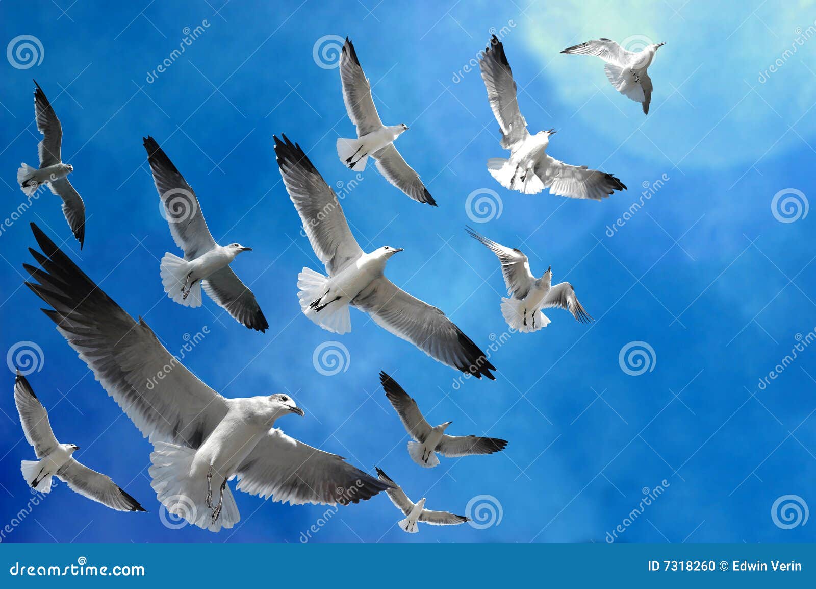 Into the Light stock photo. Image of birds, seabirds, graceful - 7318260
