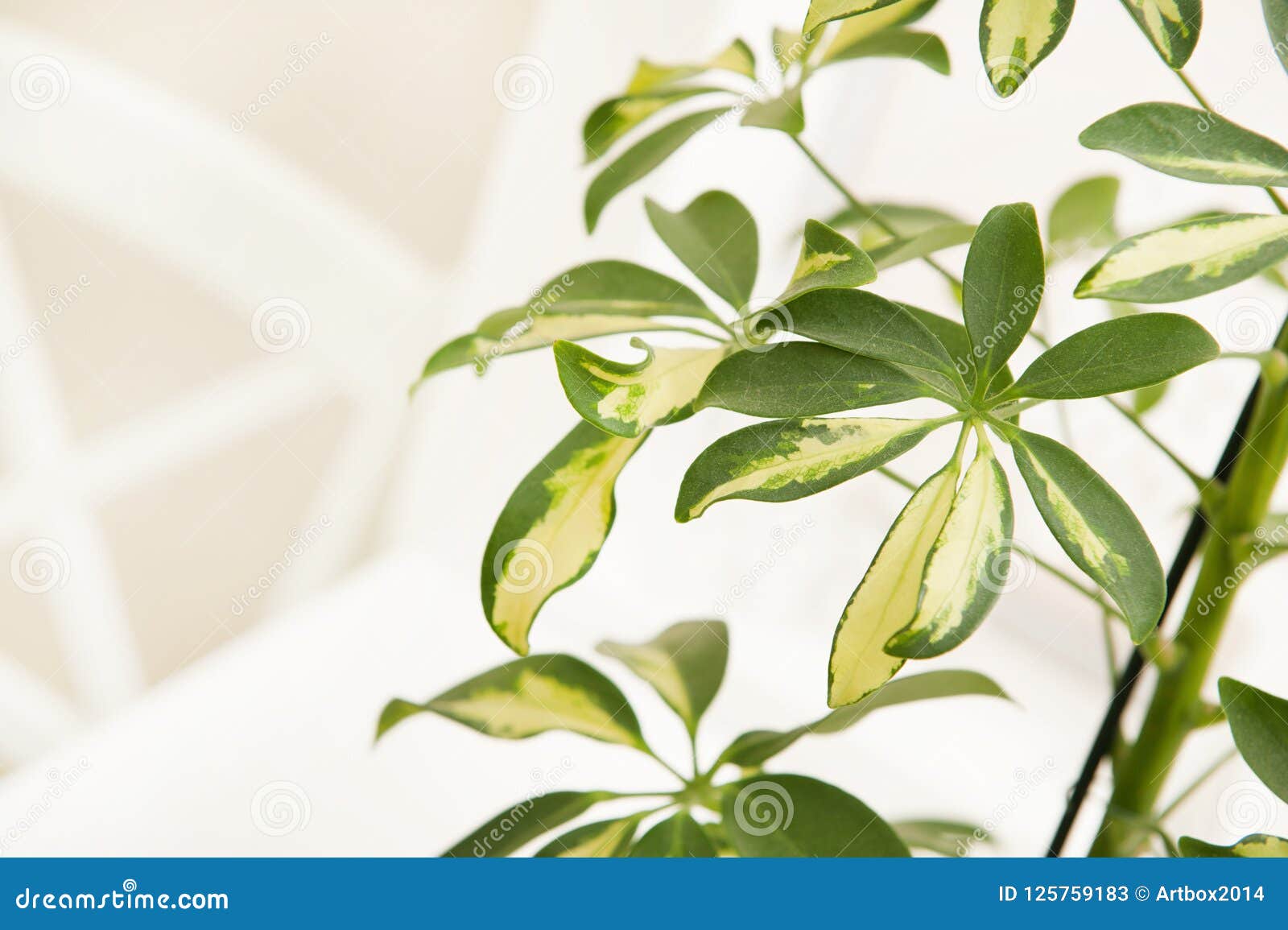 Light Abstract Background with Green Plants Stock Image - Image of ...