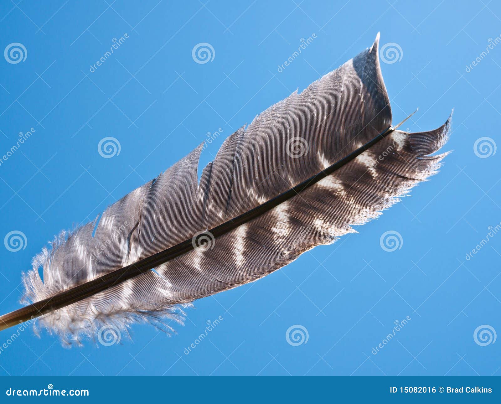 563 Backlit Turkey Stock Photos - Free & Royalty-Free Stock Photos from ...