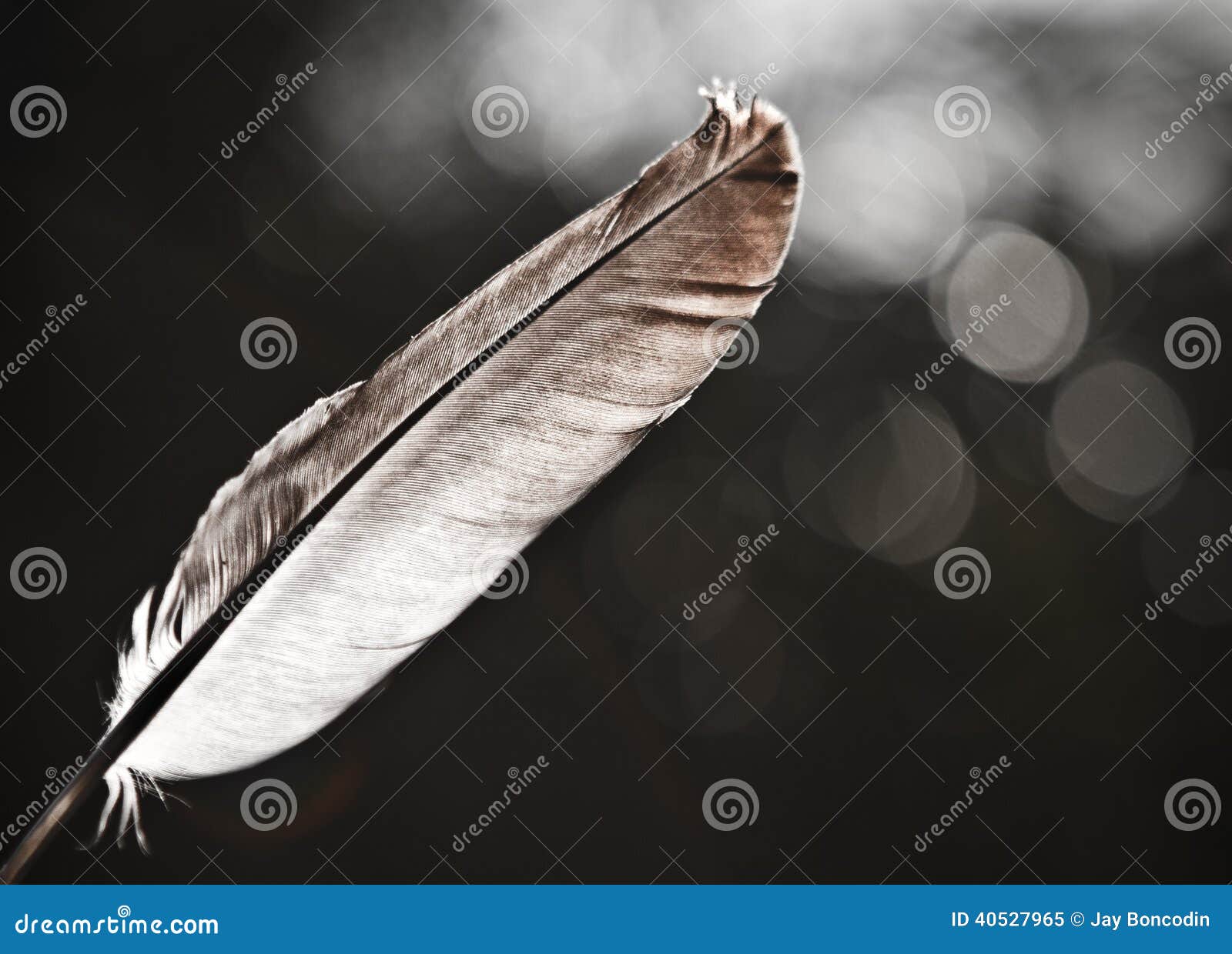 Light as a feather stock image. Image of nature, light - 40527965