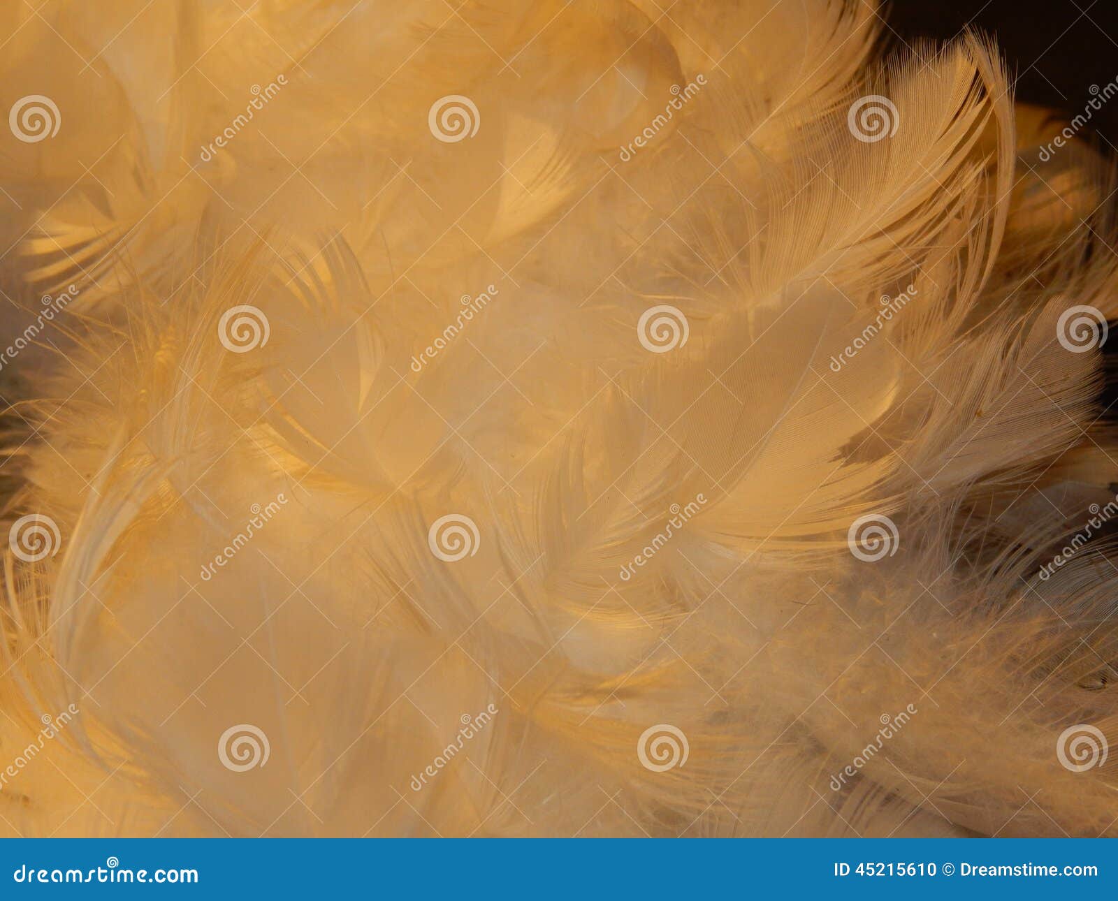Light as a feather stock photo. Image of feathers, delicate - 45215610