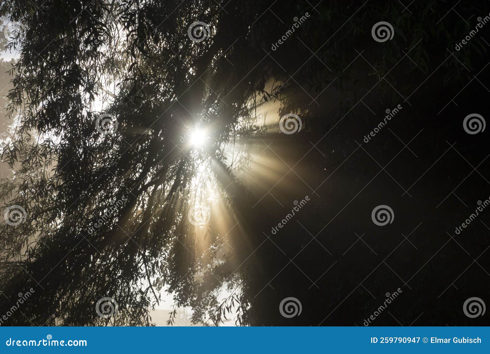 Light As Life Force for Plants Stock Image - Image of biodiversity ...