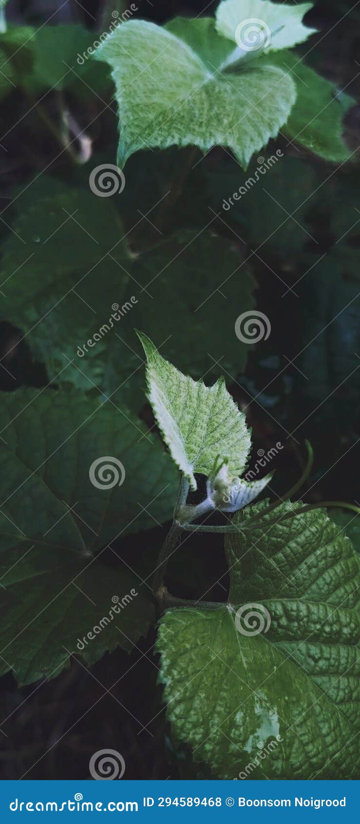 Light Baby Green Leaf and Dark Green Leaf Background Stock Photo ...