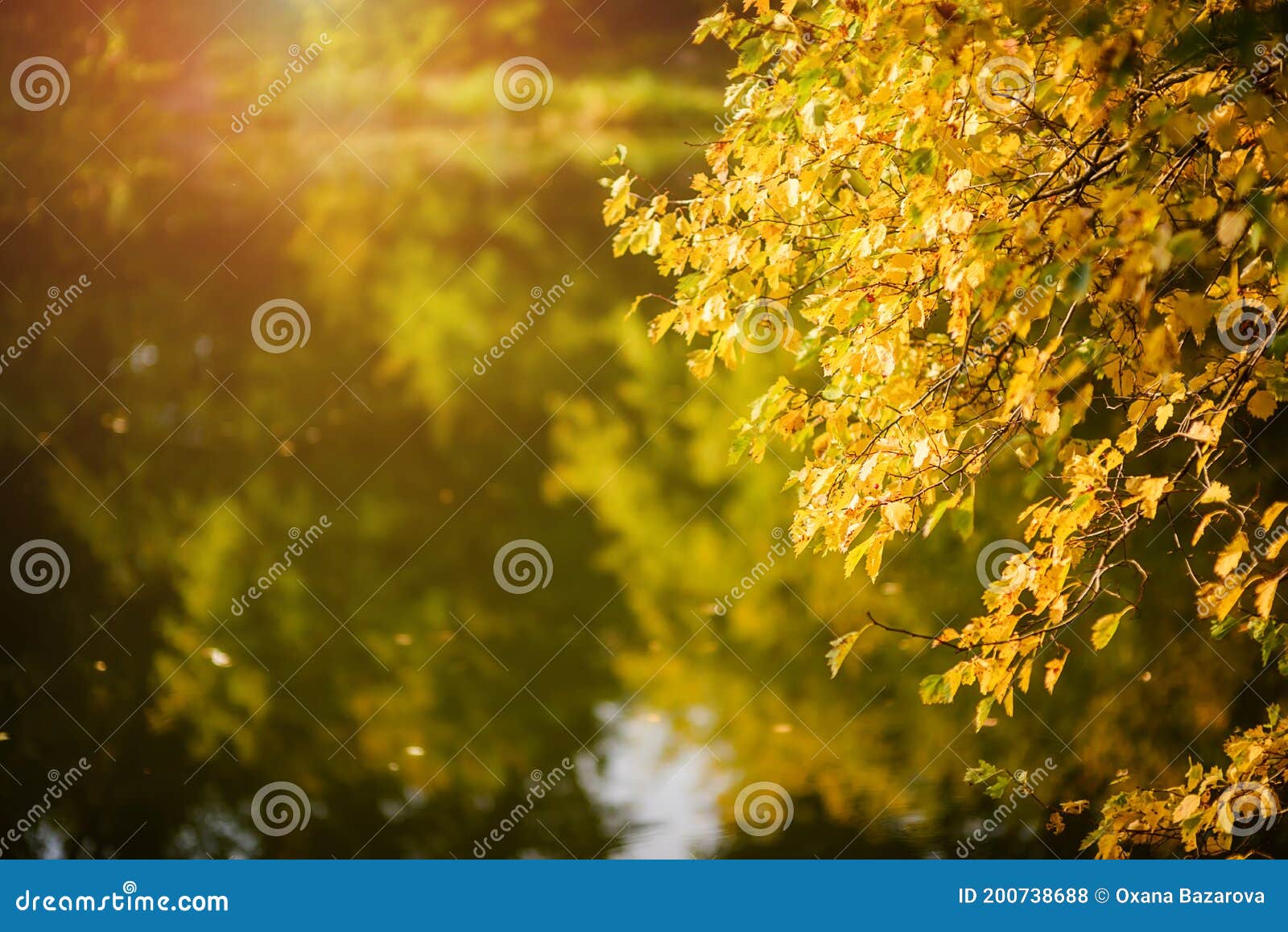 Light Background with Bright Autumn Leaves. Autumn Background Stock ...