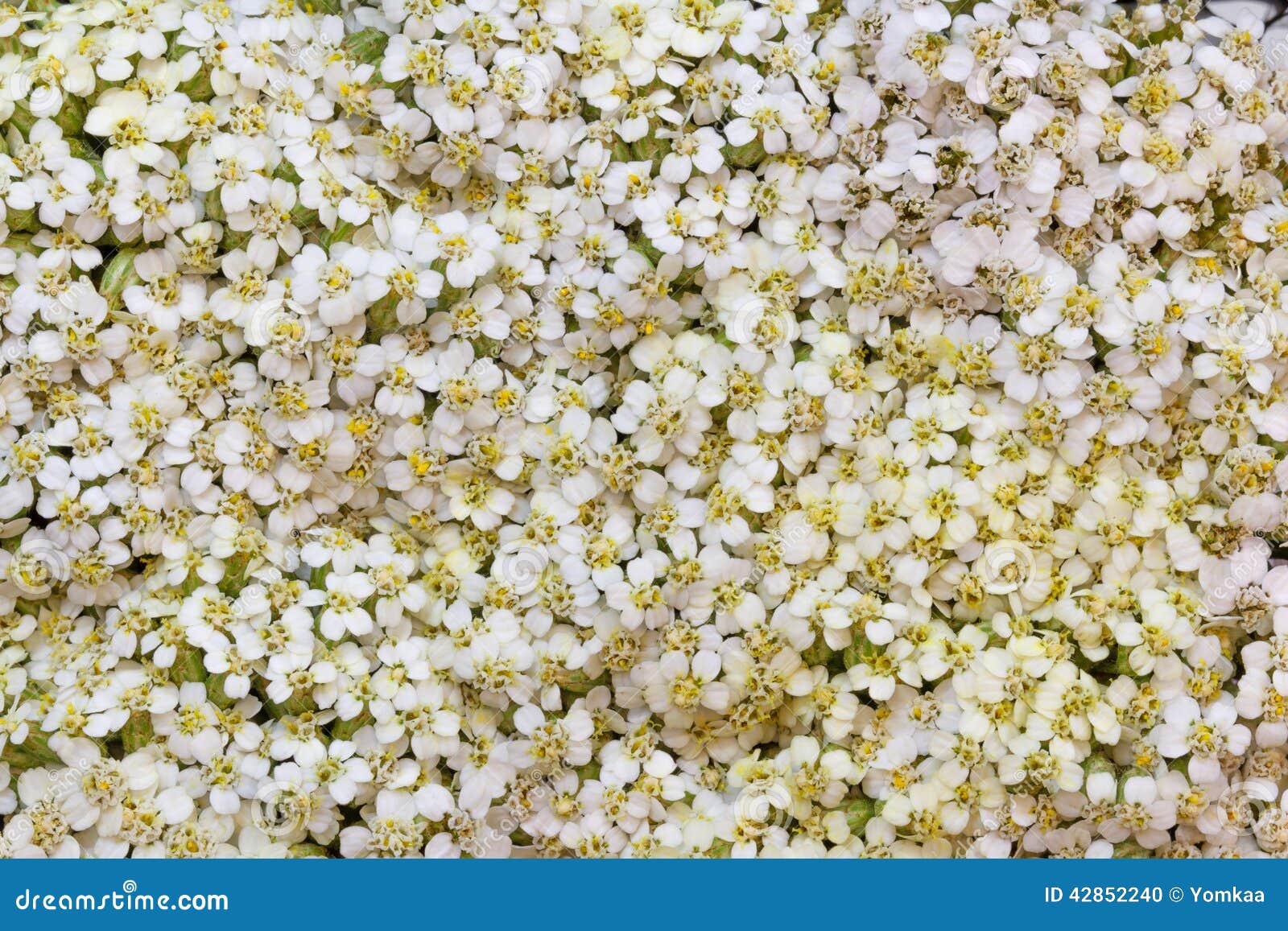 Light Background from Colours of a White Yarrow Stock Photo - Image of ...
