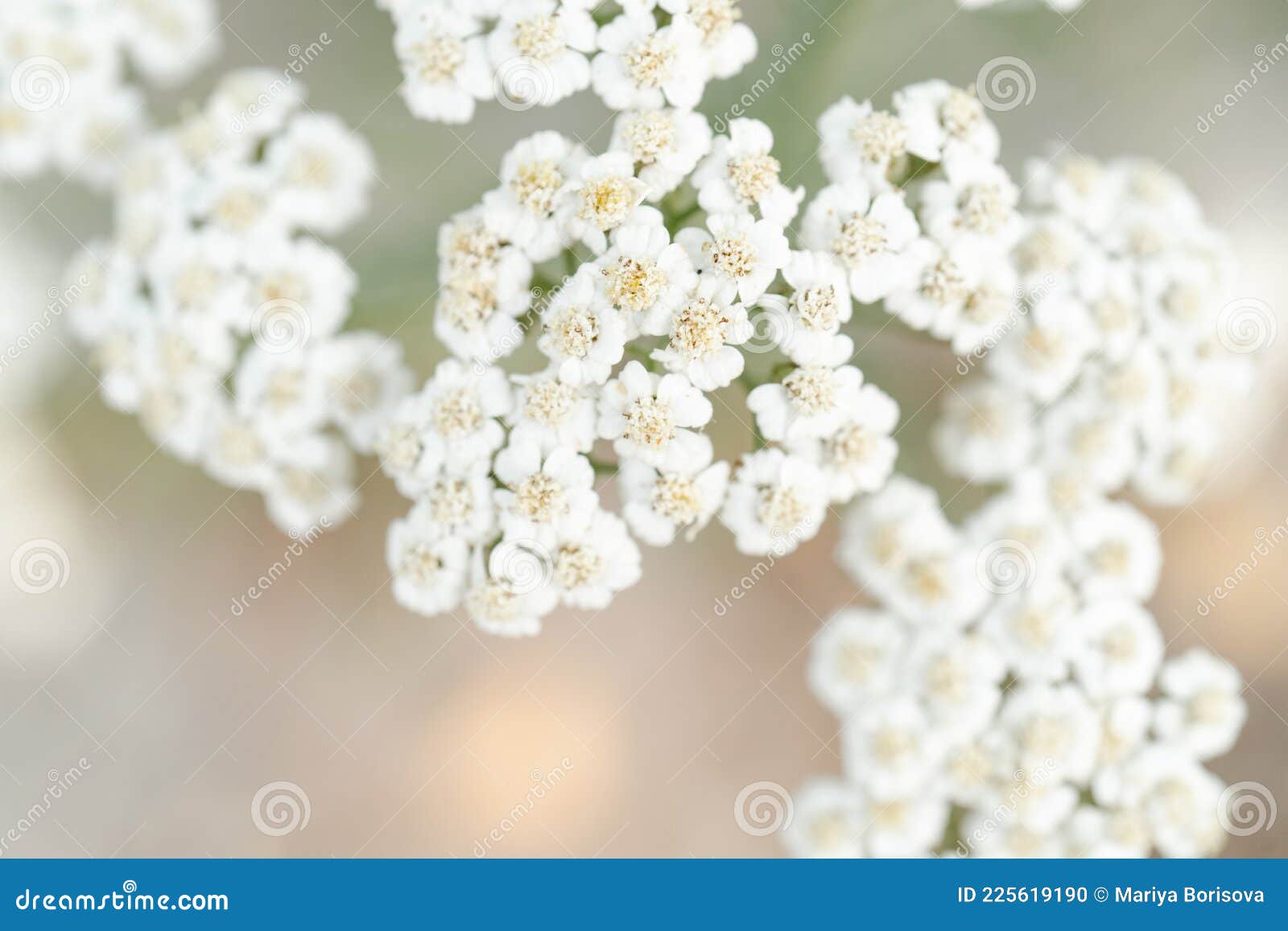 Light and Light Background of the Flowering Achillea Setacea. Stock ...