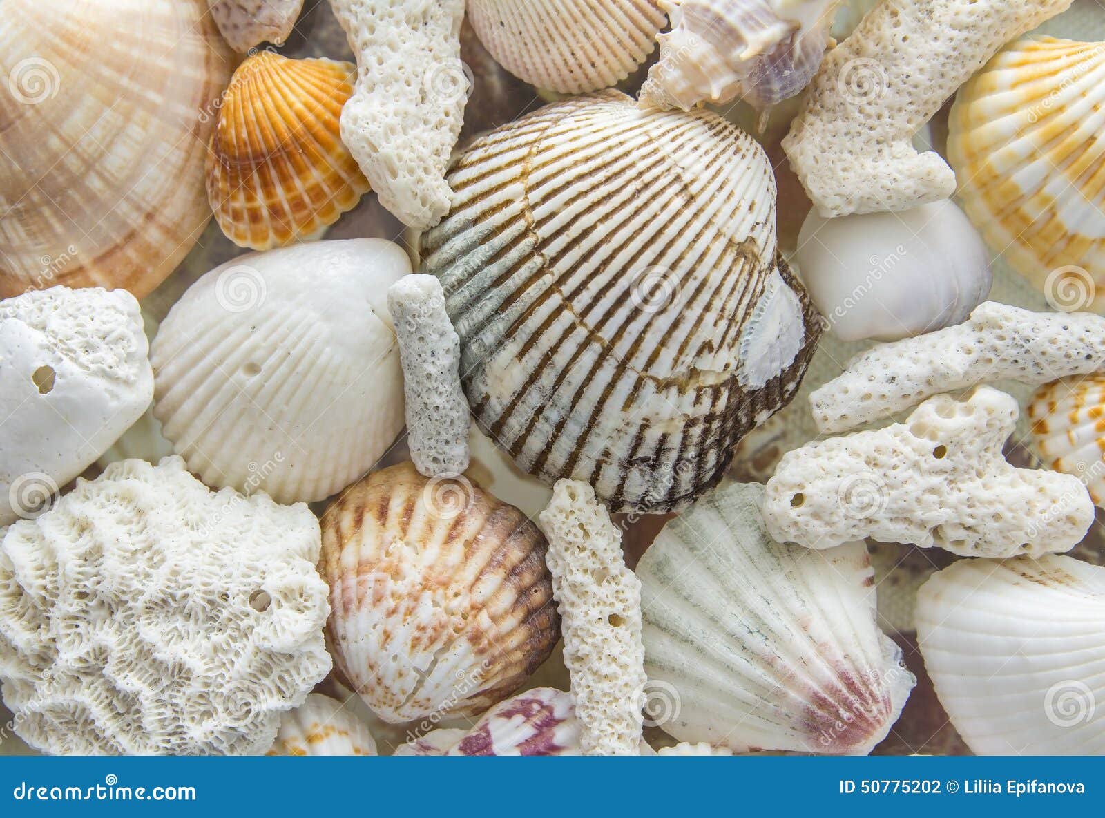 Light Background of Sea Shells and Coral Stock Photo - Image of shells ... Light Background of Sea Shells and Coral Stock Photo - Image of shells ...