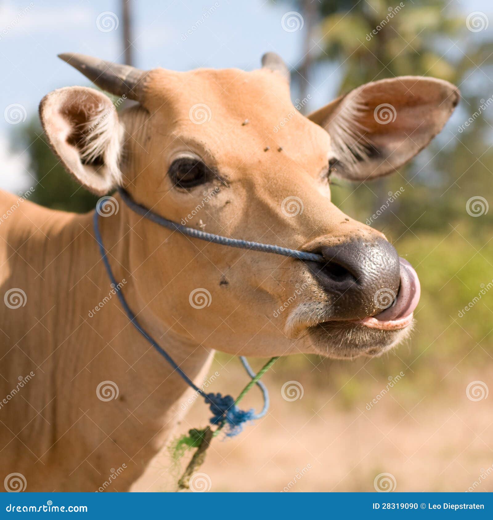 Bali Cattle Is An Animal That Is Valuable Because Of Its Price ...