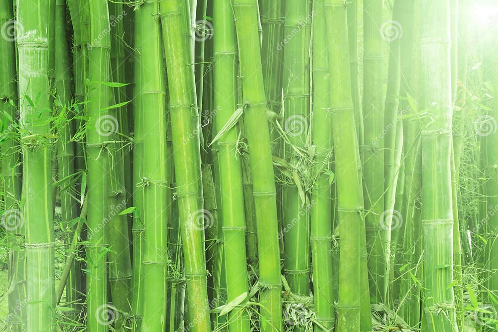 Light bamboo stock image. Image of leaf, culture, forest - 19770079