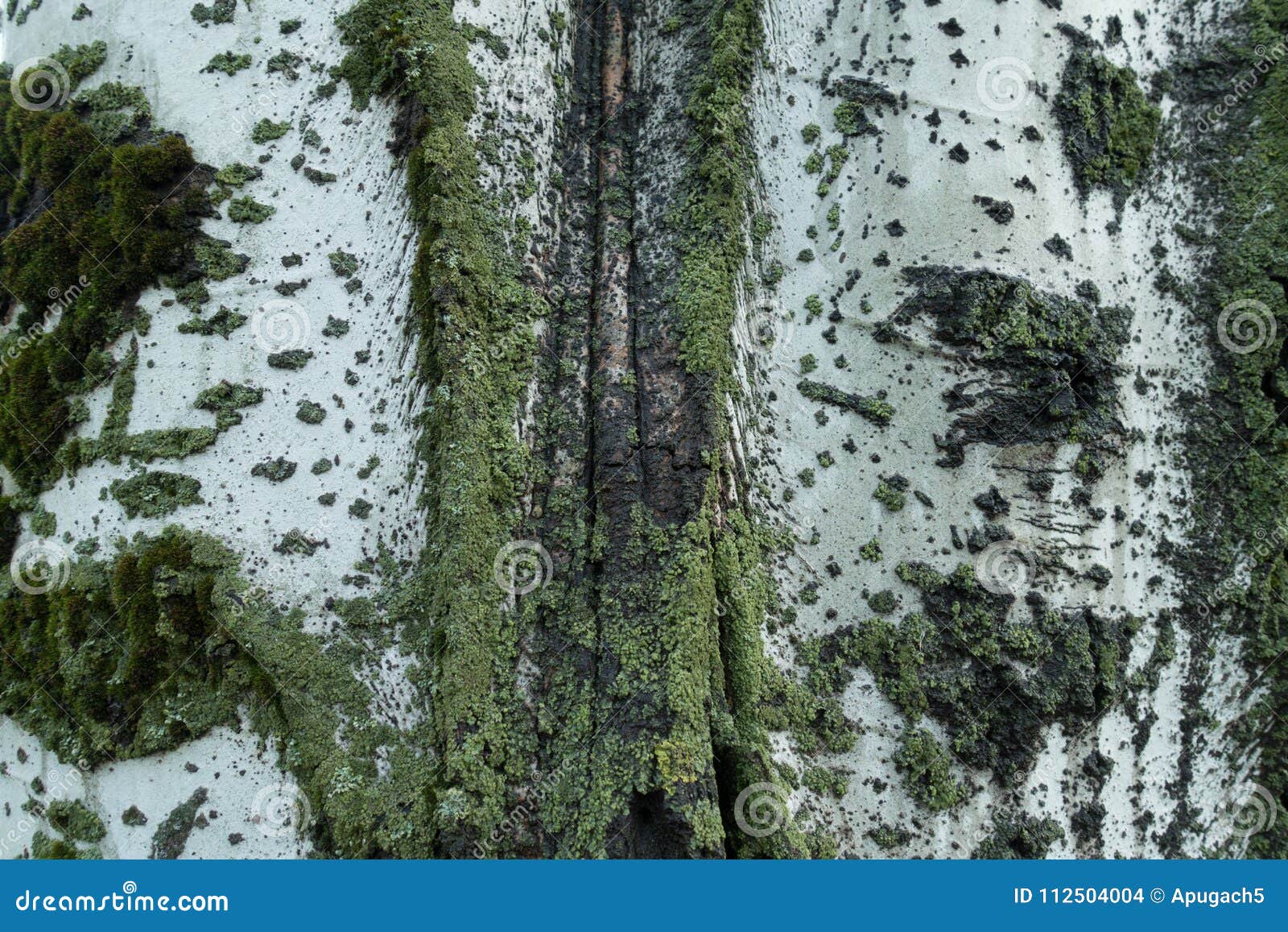 Light Bark of Silver Poplar Covered with Lichen and Moss Stock Photo ...
